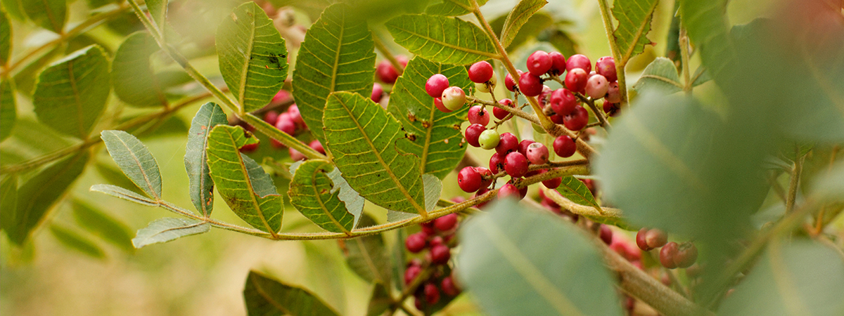 CW Chromaworks 크로마웍스 온라인 쇼핑몰 (구)Candleworks PINK PEPPER CO2 EXTRACT (핑크 ...